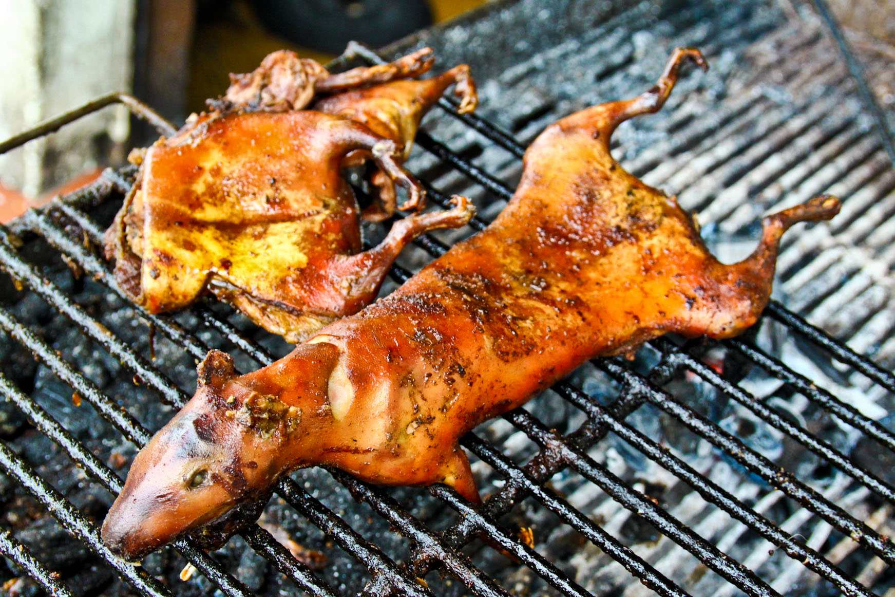 Foto del Día: Get It While It’s Hot – Guinea Pig a la Plancha!!! (Baños ...